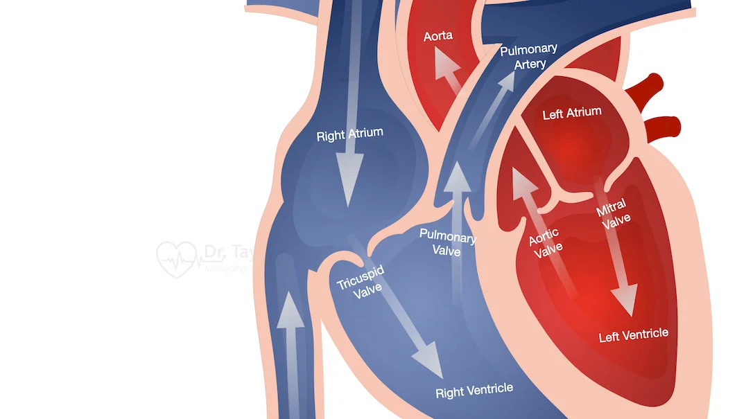 Sudden Cardiac Arrest Prof Dr Taylan Akg n